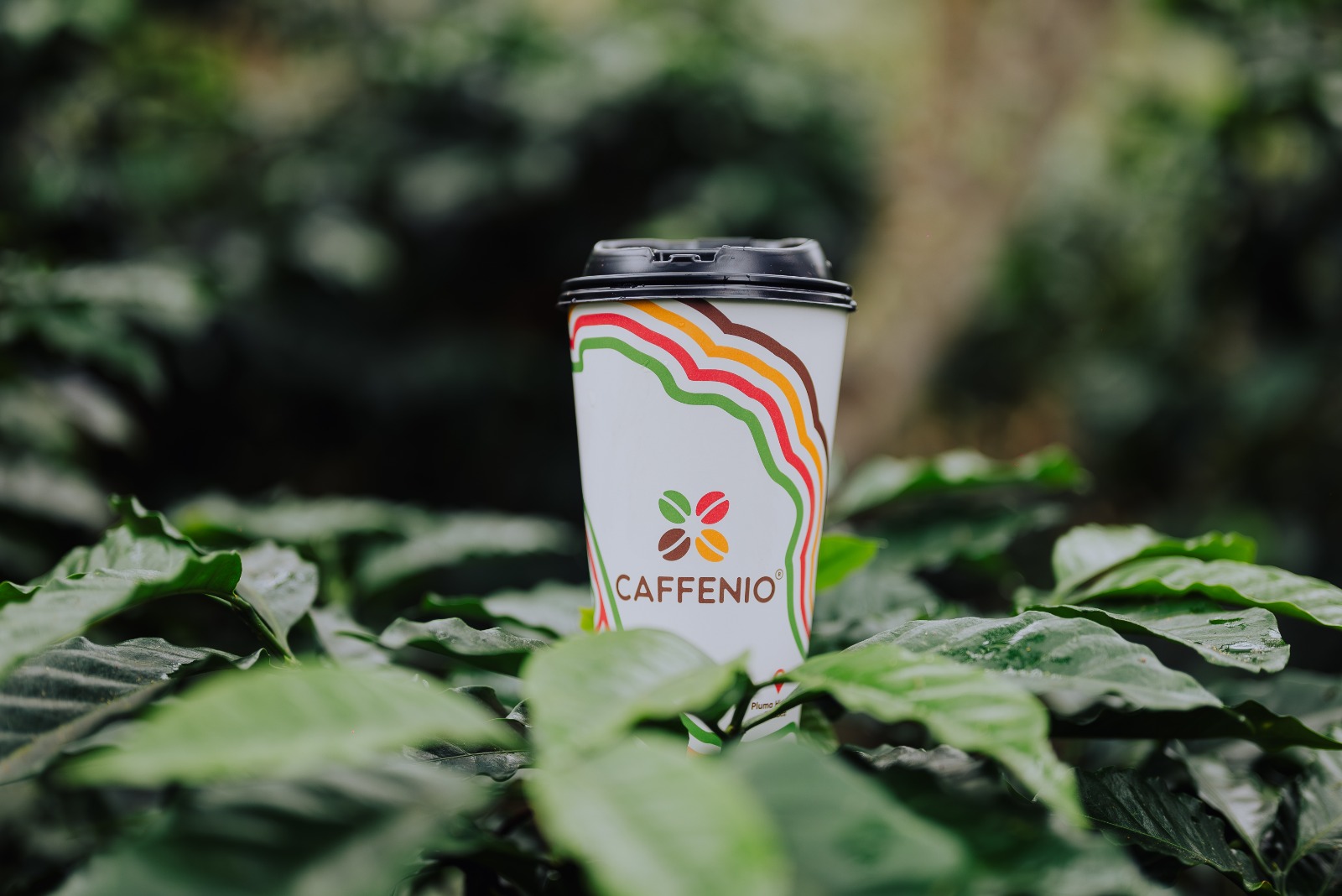CAFFENIO redefine el consumo de café en México tras 85 años de ...